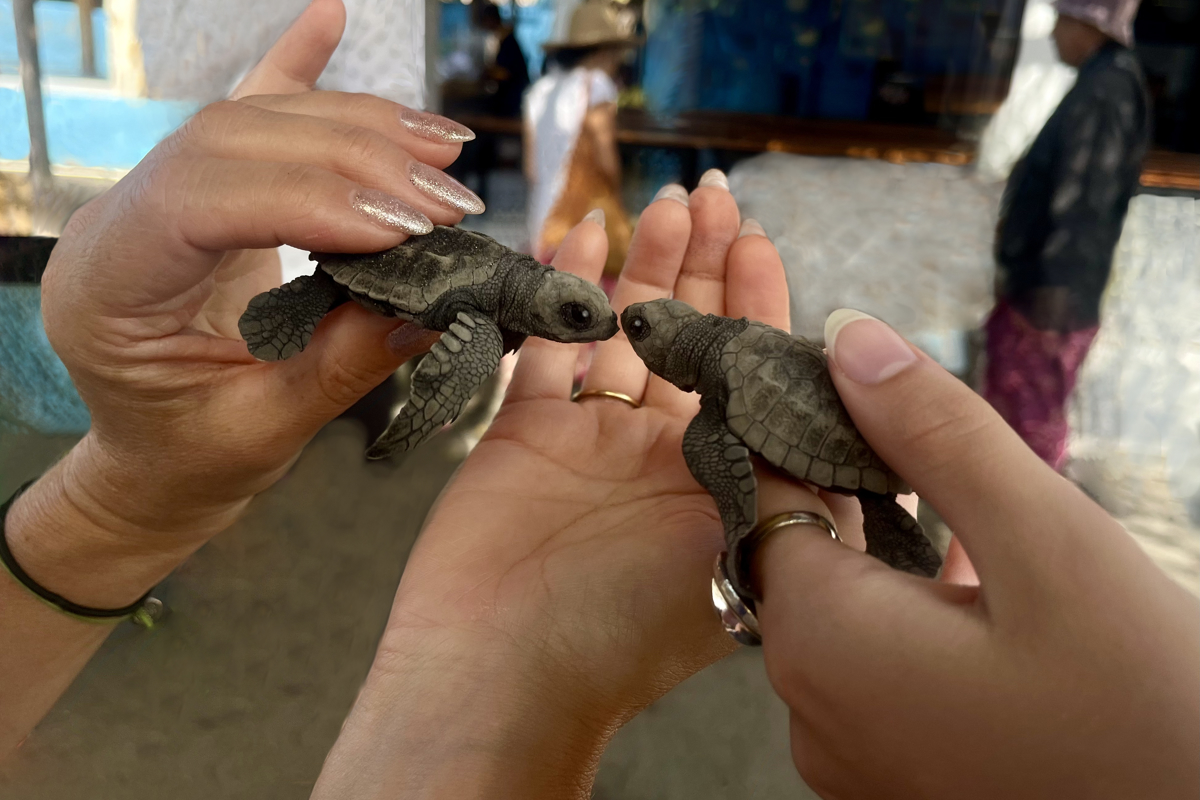 Turtles, Waterfalls & Orchids in Bali → Enjoy a Turtle & Nature day trip